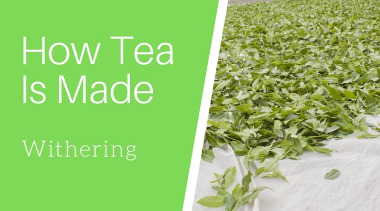 How Tea Is Made: Withering - Tea for Me Please
